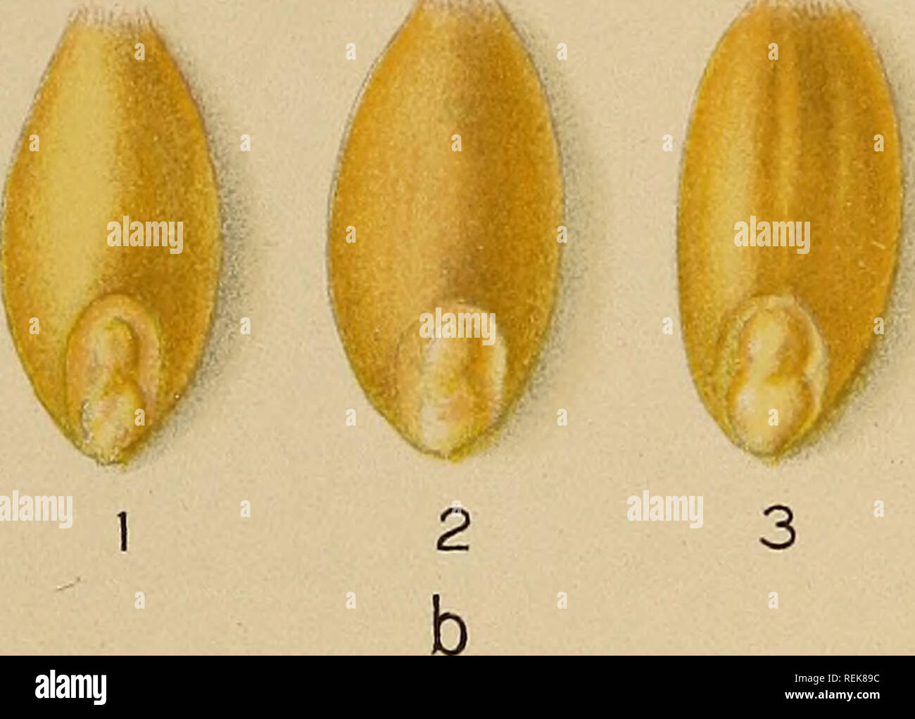 . Classification des variétés de blé américain. Blé, blé. 0) i) (D ...