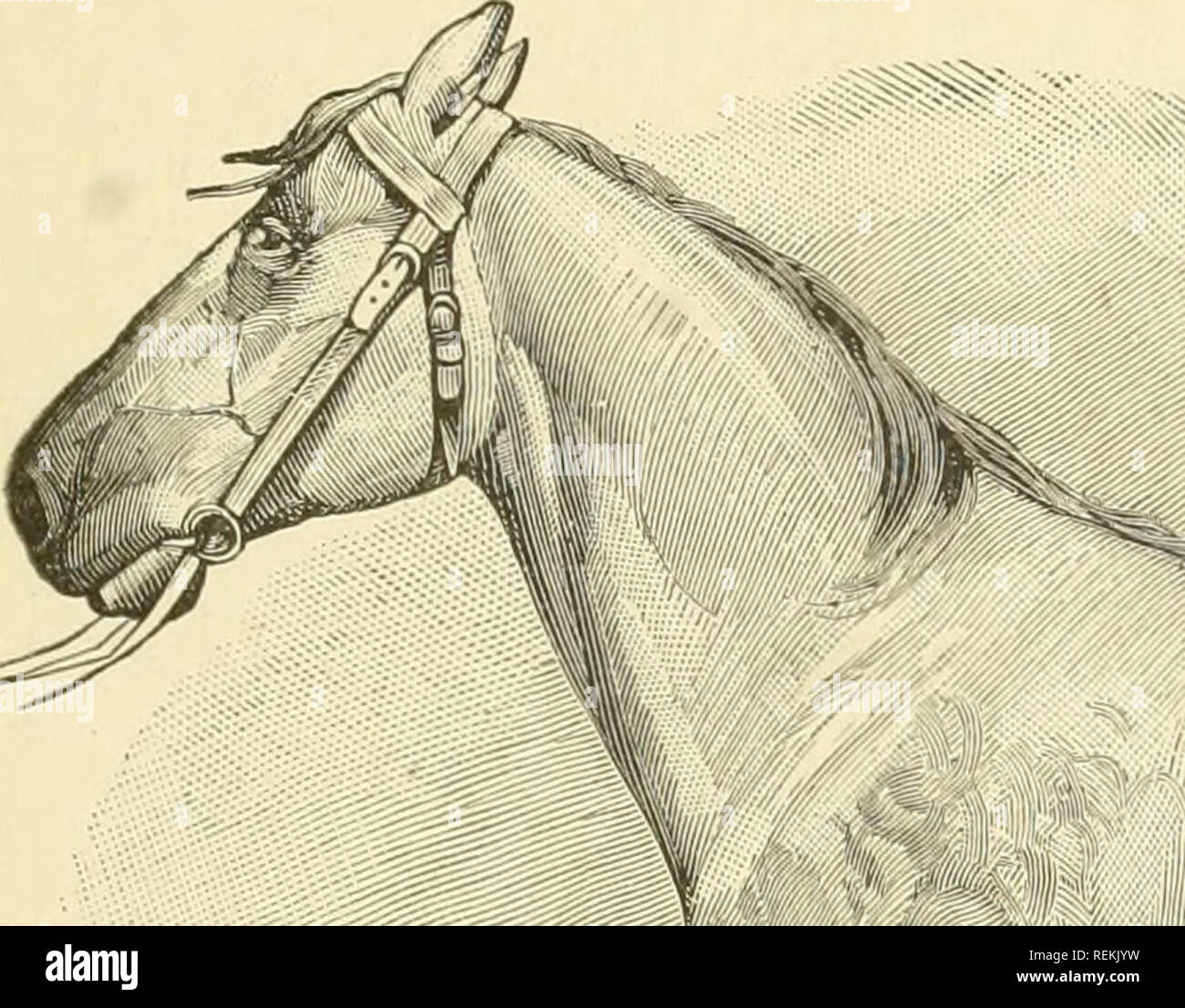 Humérus du cheval Banque de photographies et d’images à haute ...