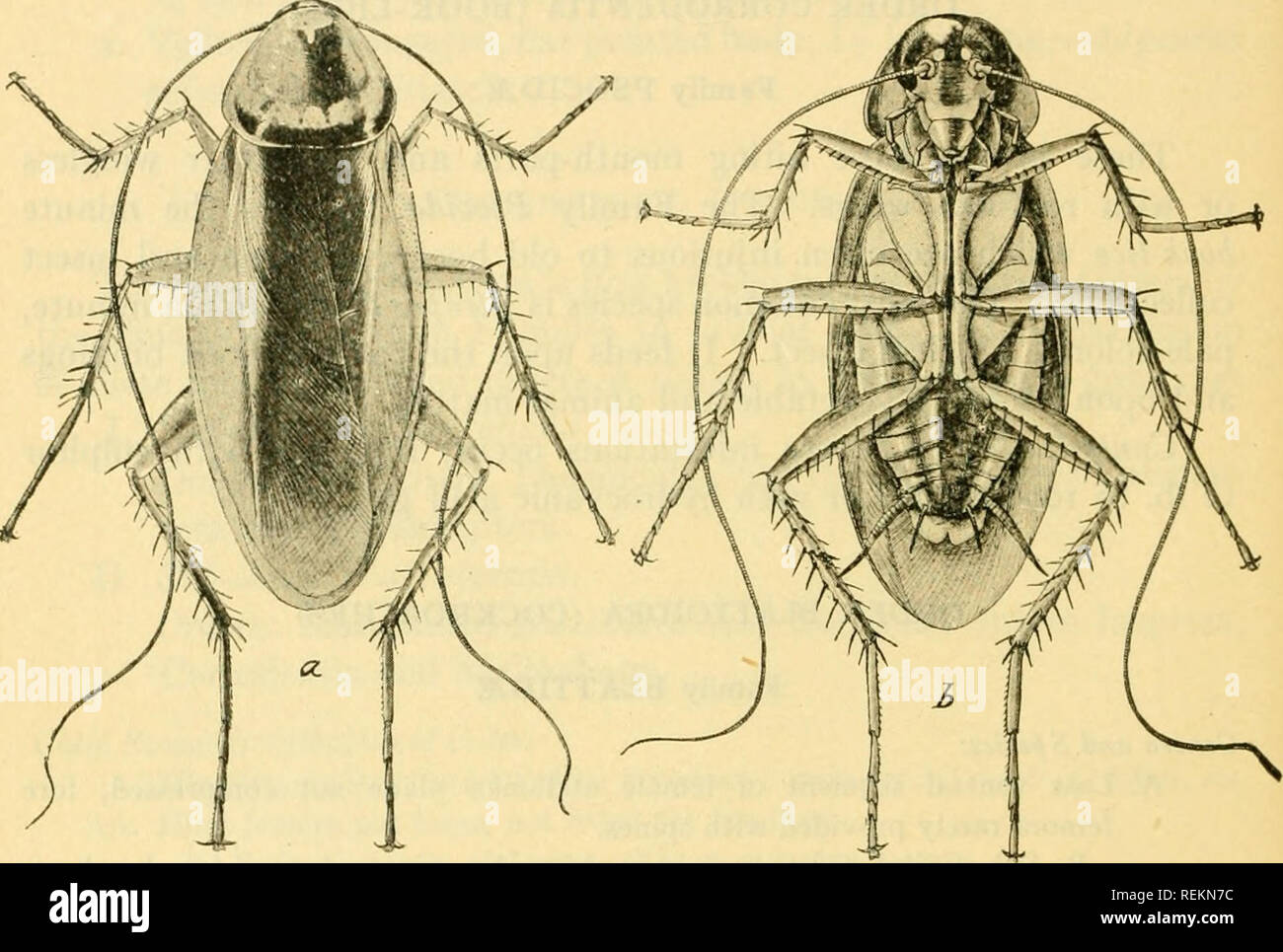 Croton bug Banque de photographies et d’images à haute résolution - Alamy