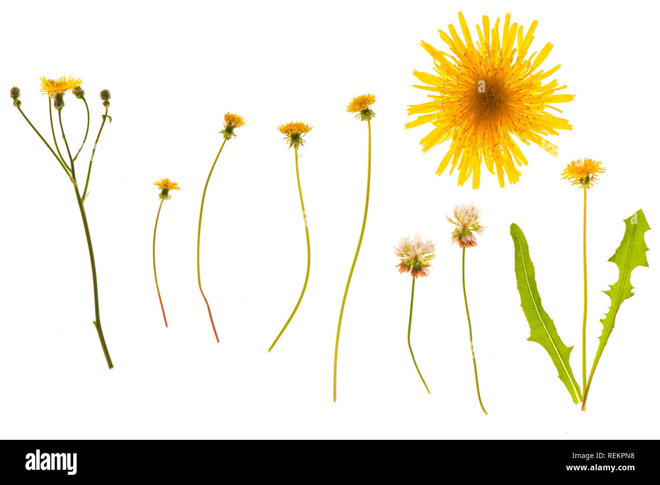 Fleurs sauvages sur fond blanc hd Banque de photographies et d’images à ...