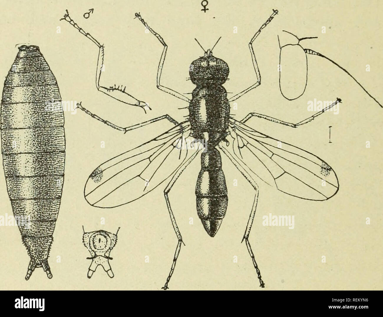 Tueur d'asticots Banque de photographies et d’images à haute résolution ...