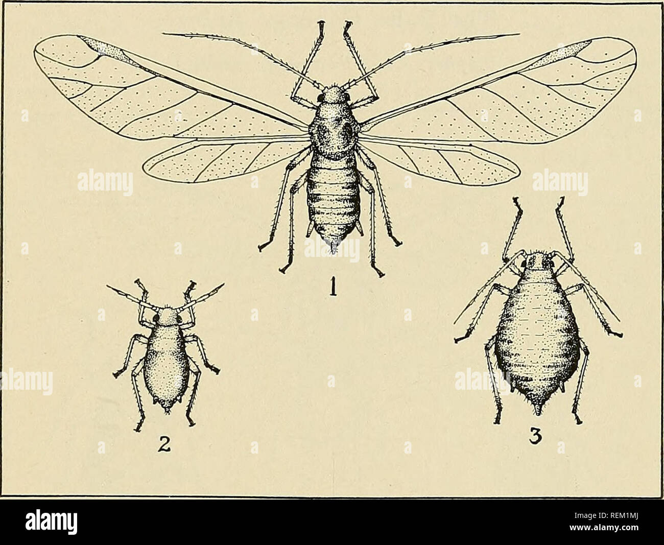 . Circulaire. L'agriculture, de l'Agriculture, de l'entomologie. Les ...