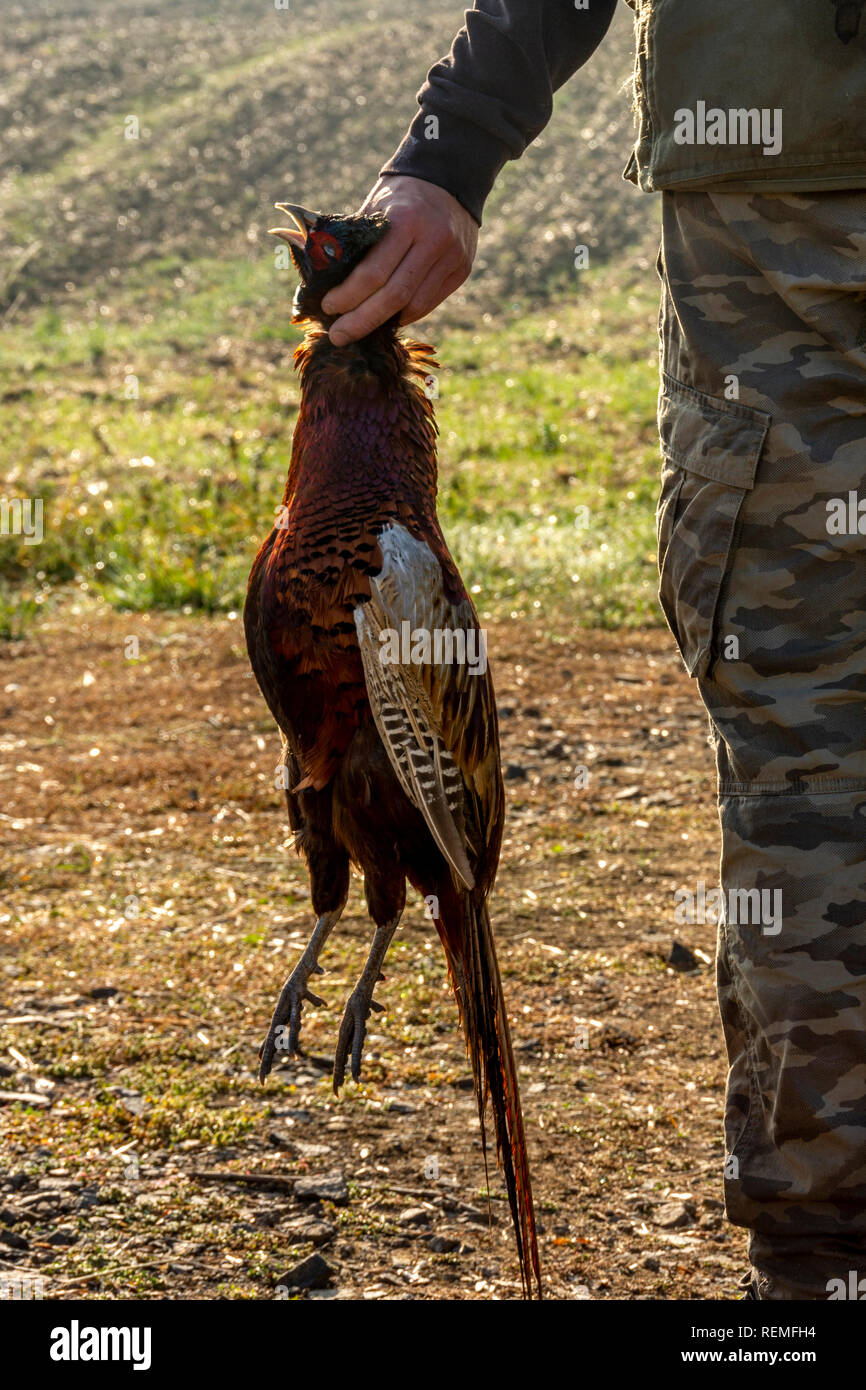Chasse au faisan Banque de photographies et d’images à haute résolution ...