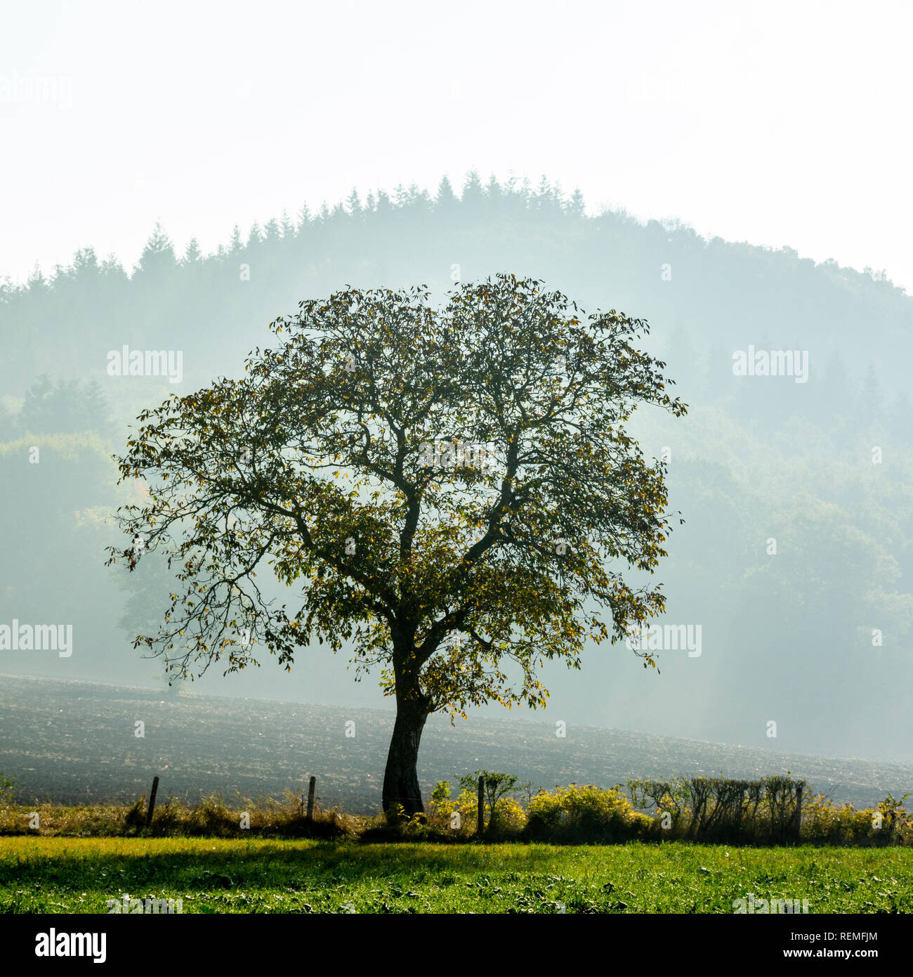 Arbre autonome Banque de photographies et d’images à haute résolution ...
