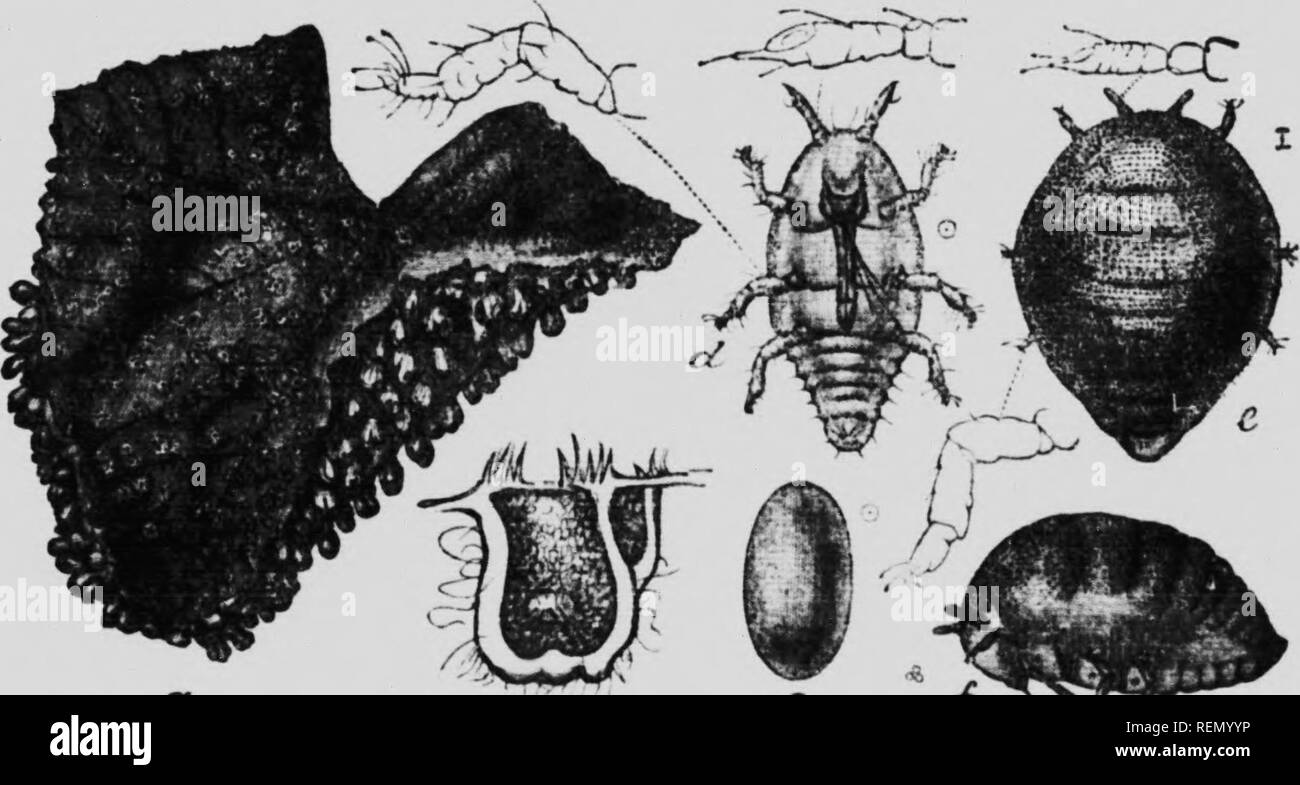 Gall mites Banque de photographies et d’images à haute résolution - Alamy