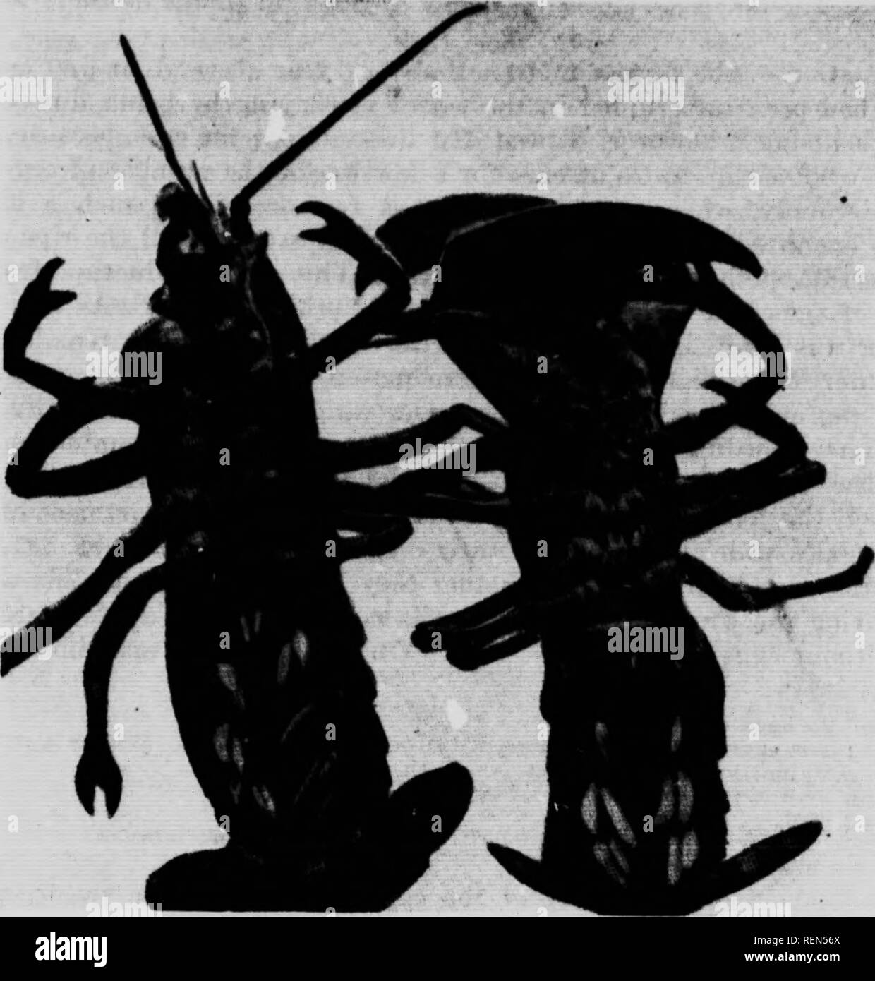Oeufs de homard Banque d'images noir et blanc - Alamy