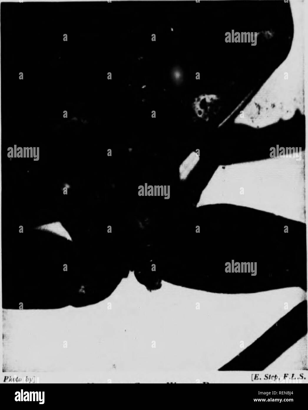 . Merveilles de la vie d'insectes [microforme] : un compte rendu ...