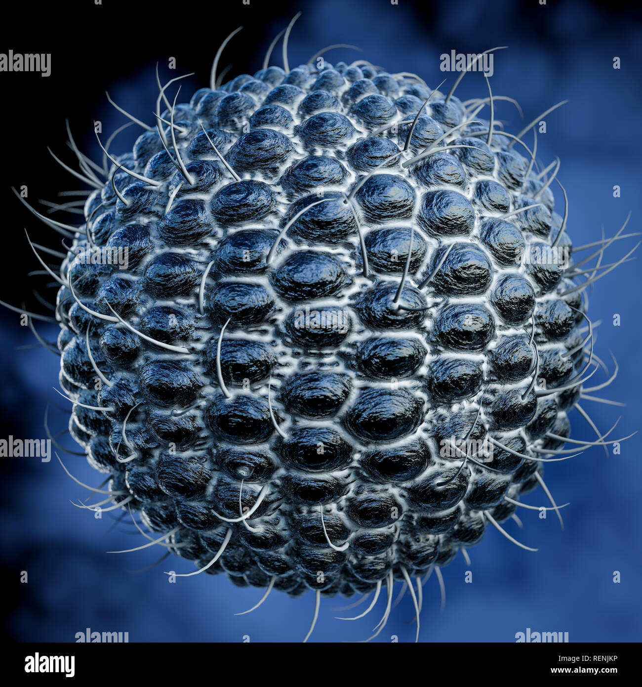 Varicella zoster Banque de photographies et d’images à haute résolution ...