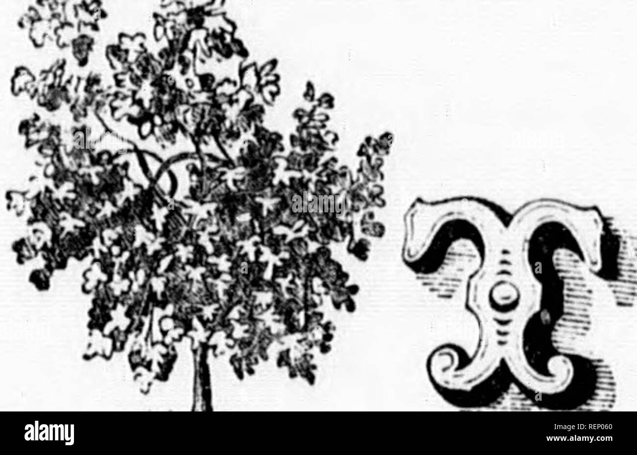 Ficus carica figue commune Banque d'images noir et blanc - Alamy