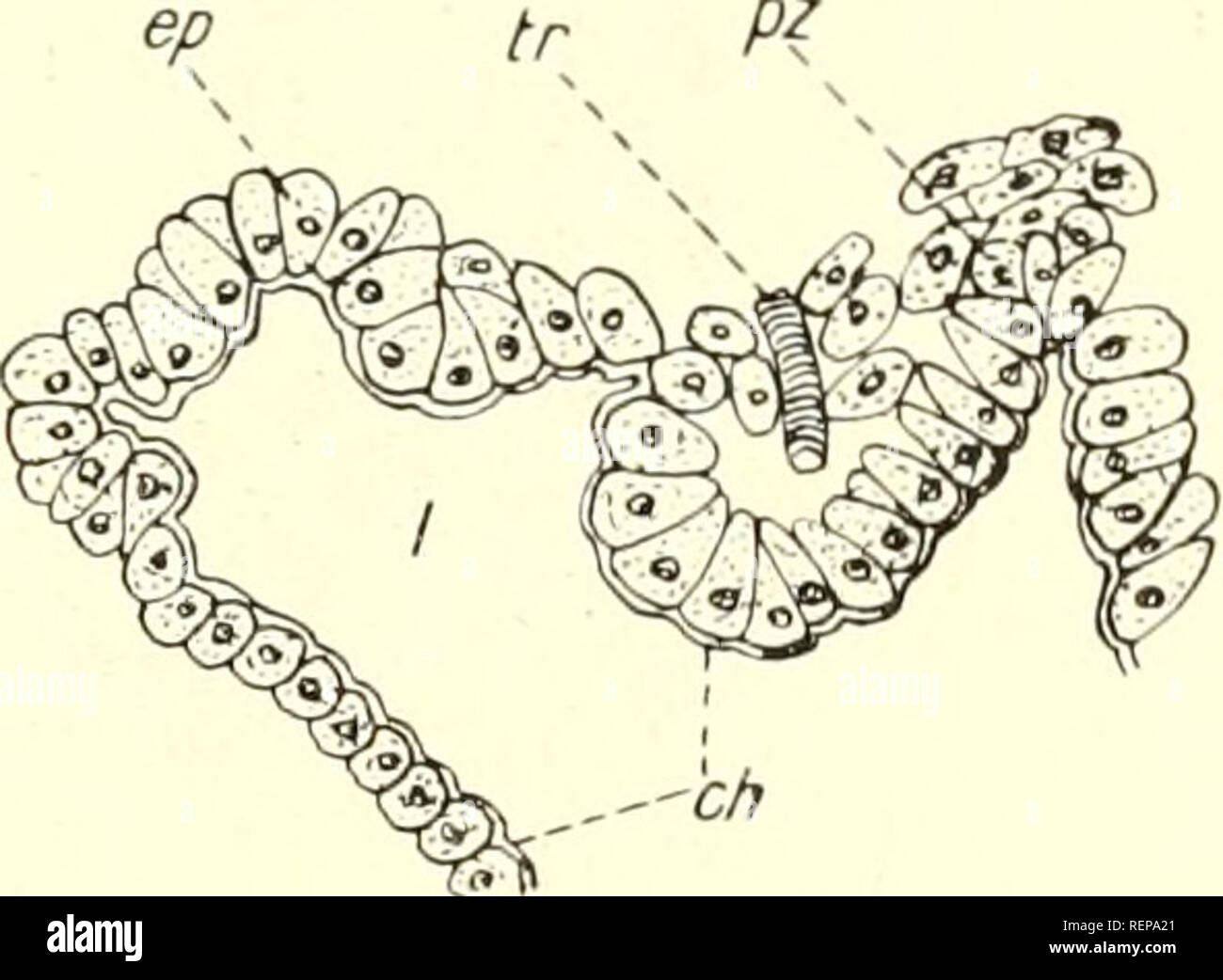 Galeodes araneoides Banque de photographies et d’images à haute ...