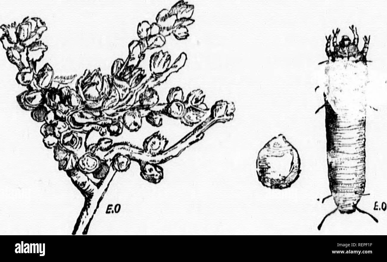 Acarien des fruits Banque d'images noir et blanc - Alamy