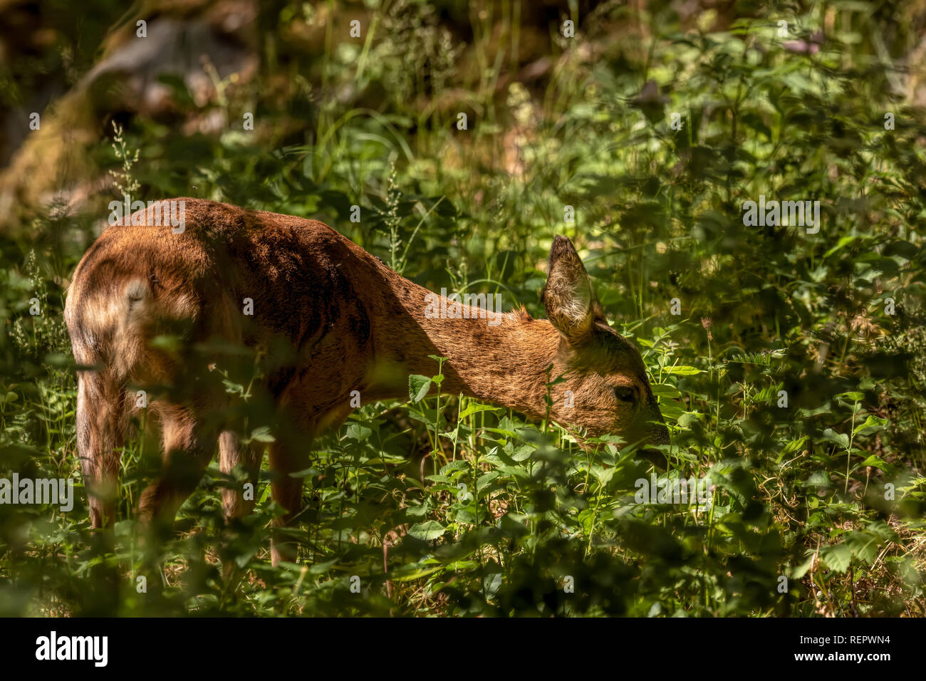 Chevreuil dans la forêt Banque de photographies et d’images à haute ...