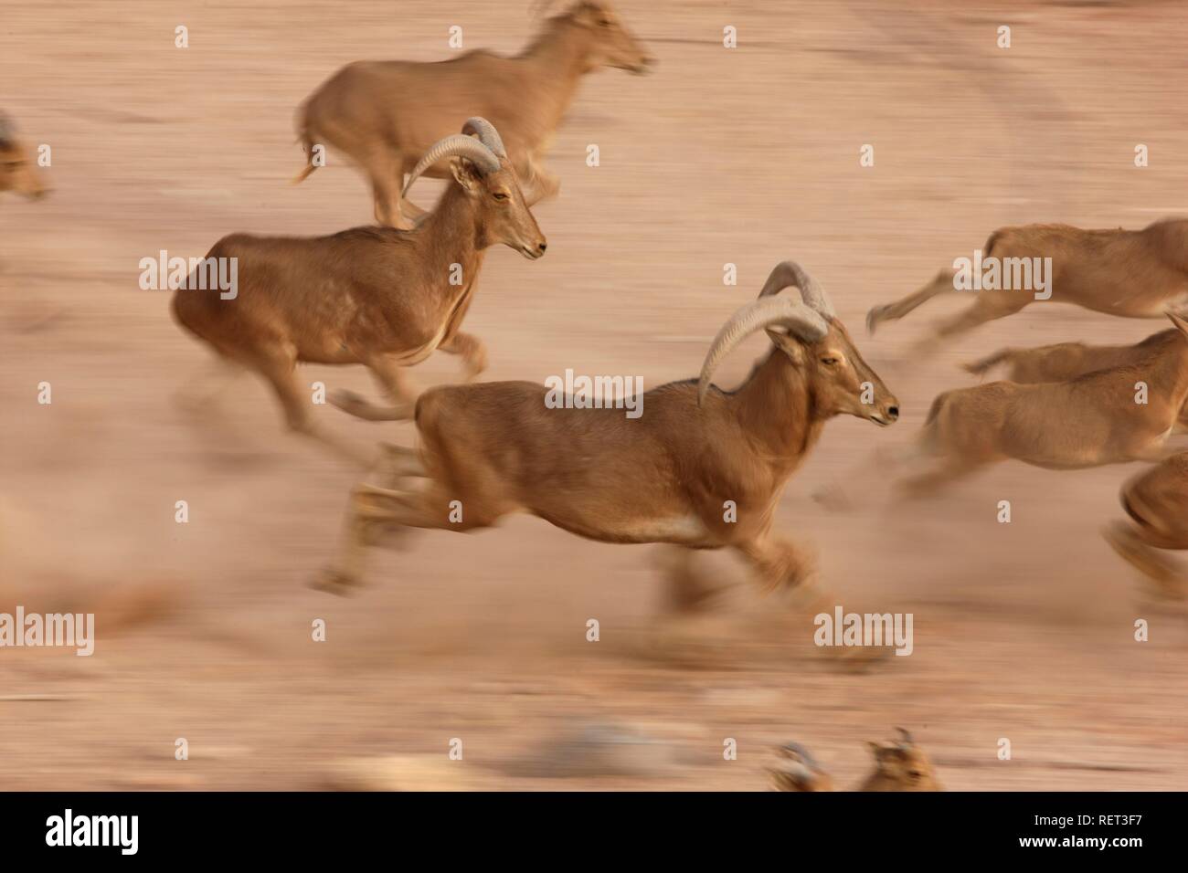 Mouton arabe Banque de photographies et d’images à haute résolution - Alamy