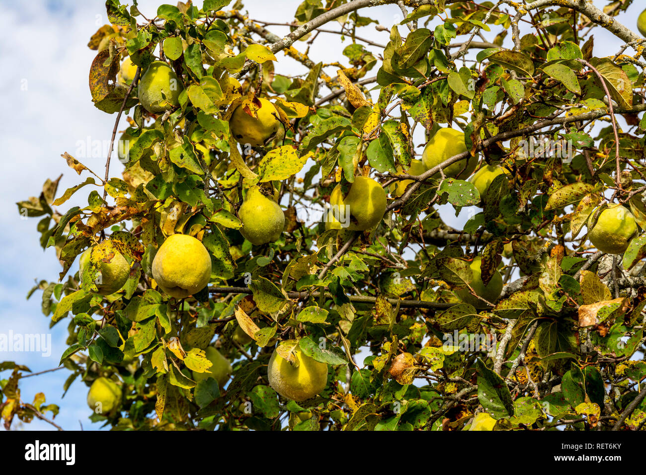Quelques coings Banque de photographies et d’images à haute résolution ...
