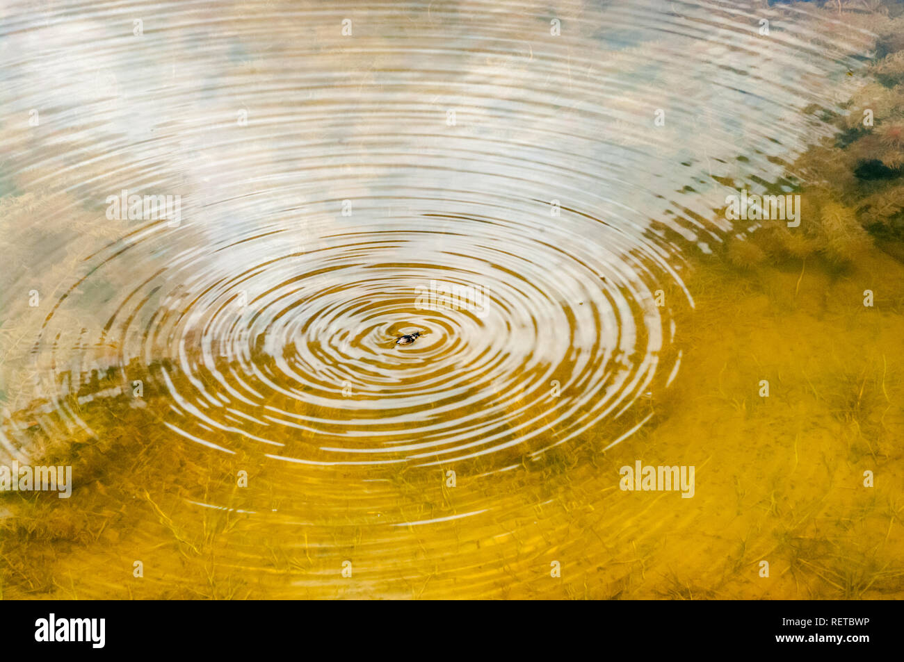 Cercles dans la nature Banque de photographies et d’images à haute ...