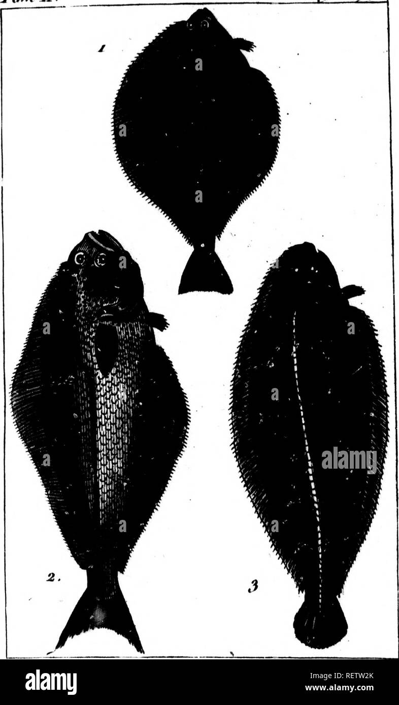 . Histoire naturelle des poissons avec les figures dessinées d'après ...
