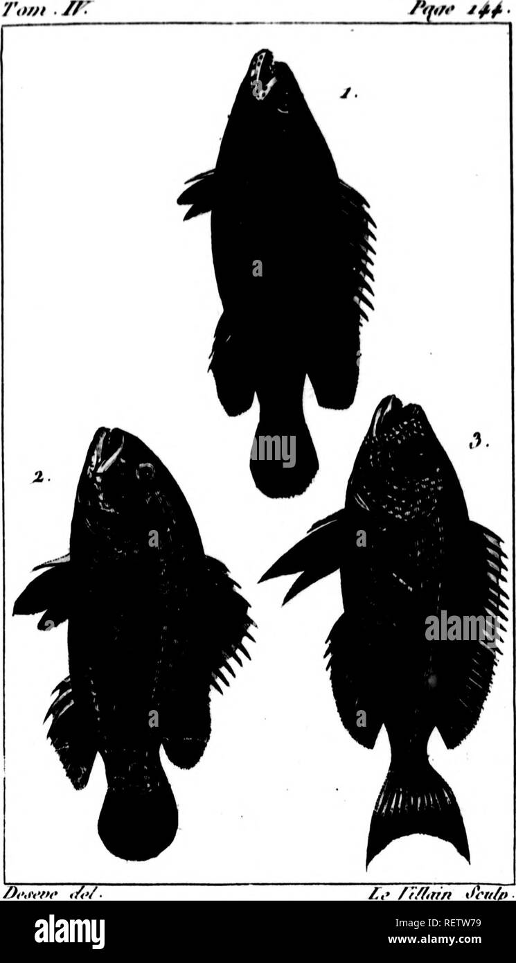 . Histoire naturelle des poissons avec les figures dessinées d'après ...