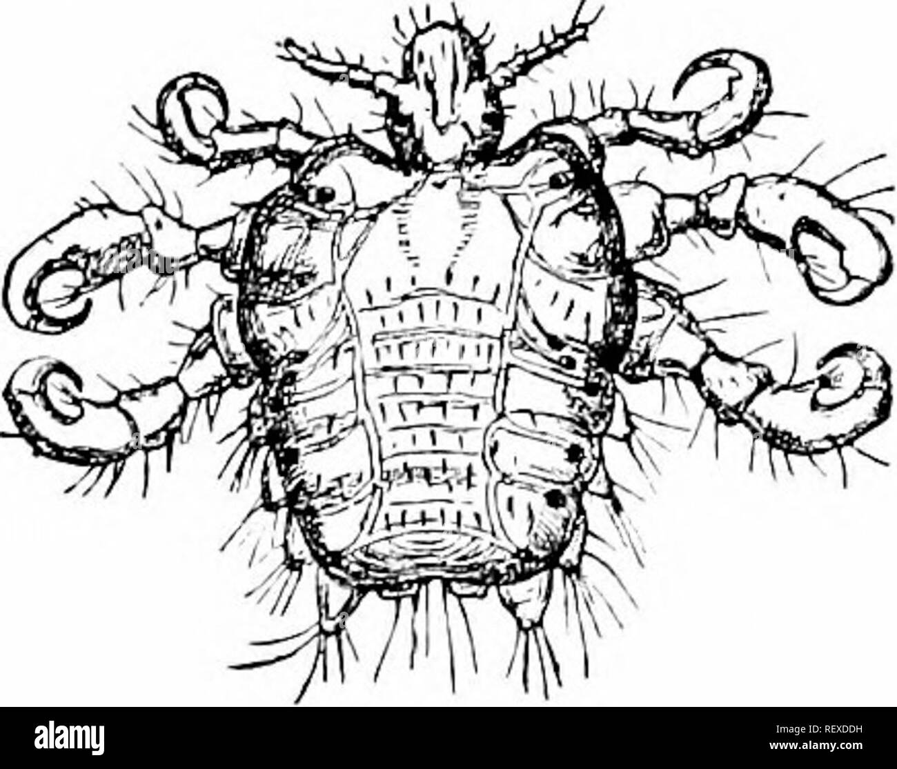 Bugs de sous ordre Banque d'images noir et blanc - Alamy