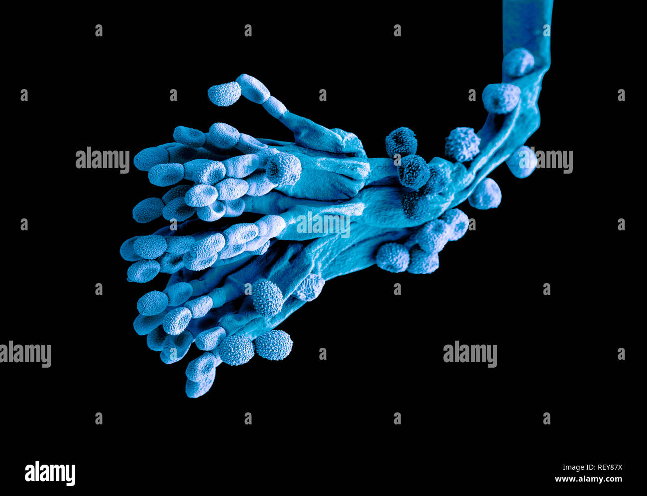 Champignon Penicillium. Image microscopique de couleur EM de champignon ...