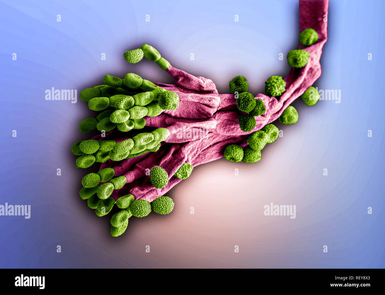 Champignon Penicillium. Image microscopique de couleur EM de champignon ...