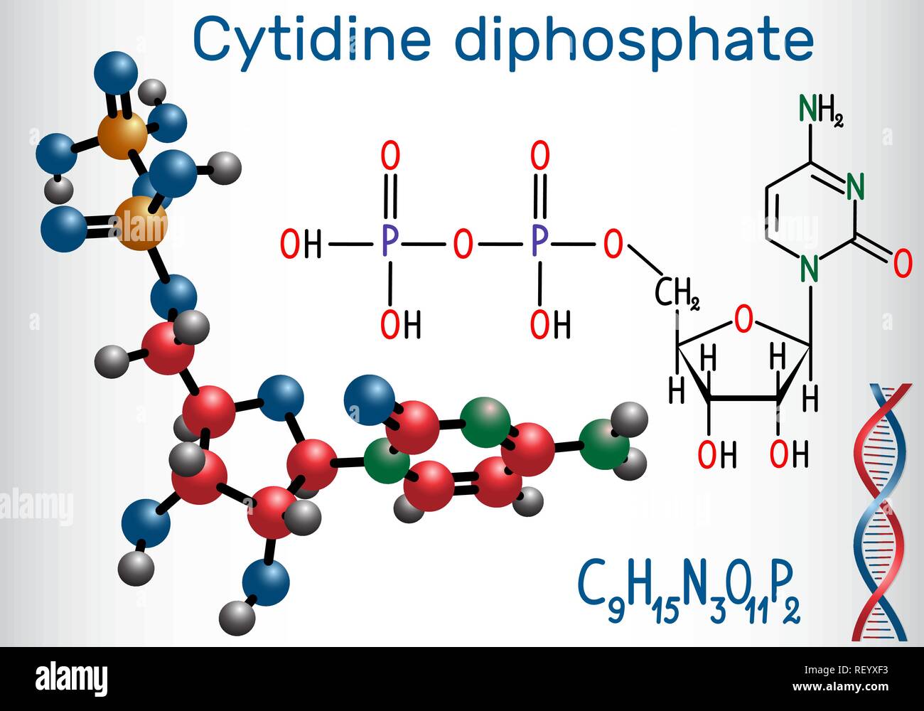 La cytidine diphosphate (CDP) molécule, c'est la molécule de ...