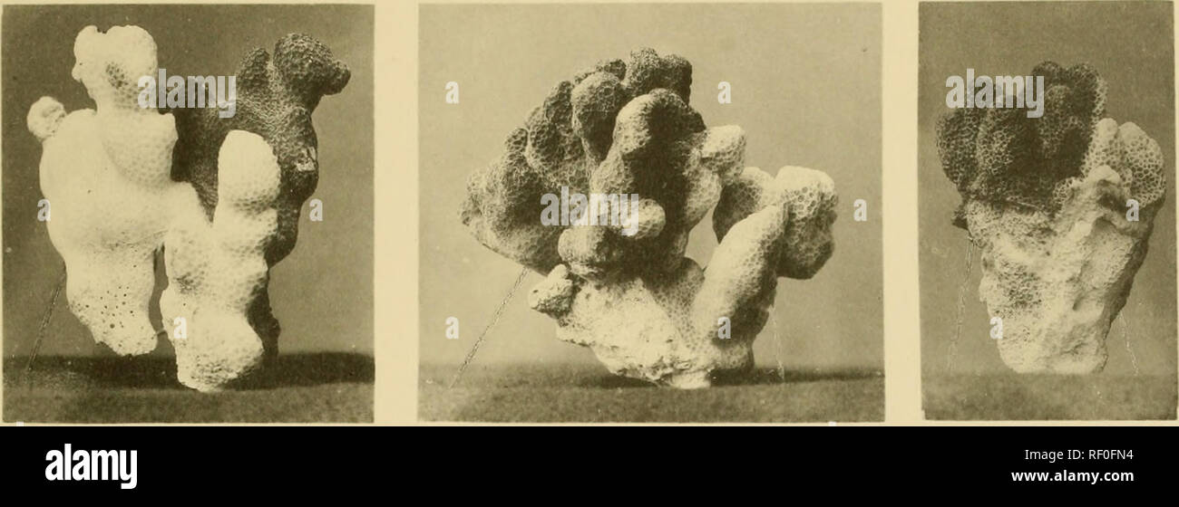 . Catalogue de l'madreporarian coraux dans le British Museum (Natural ...