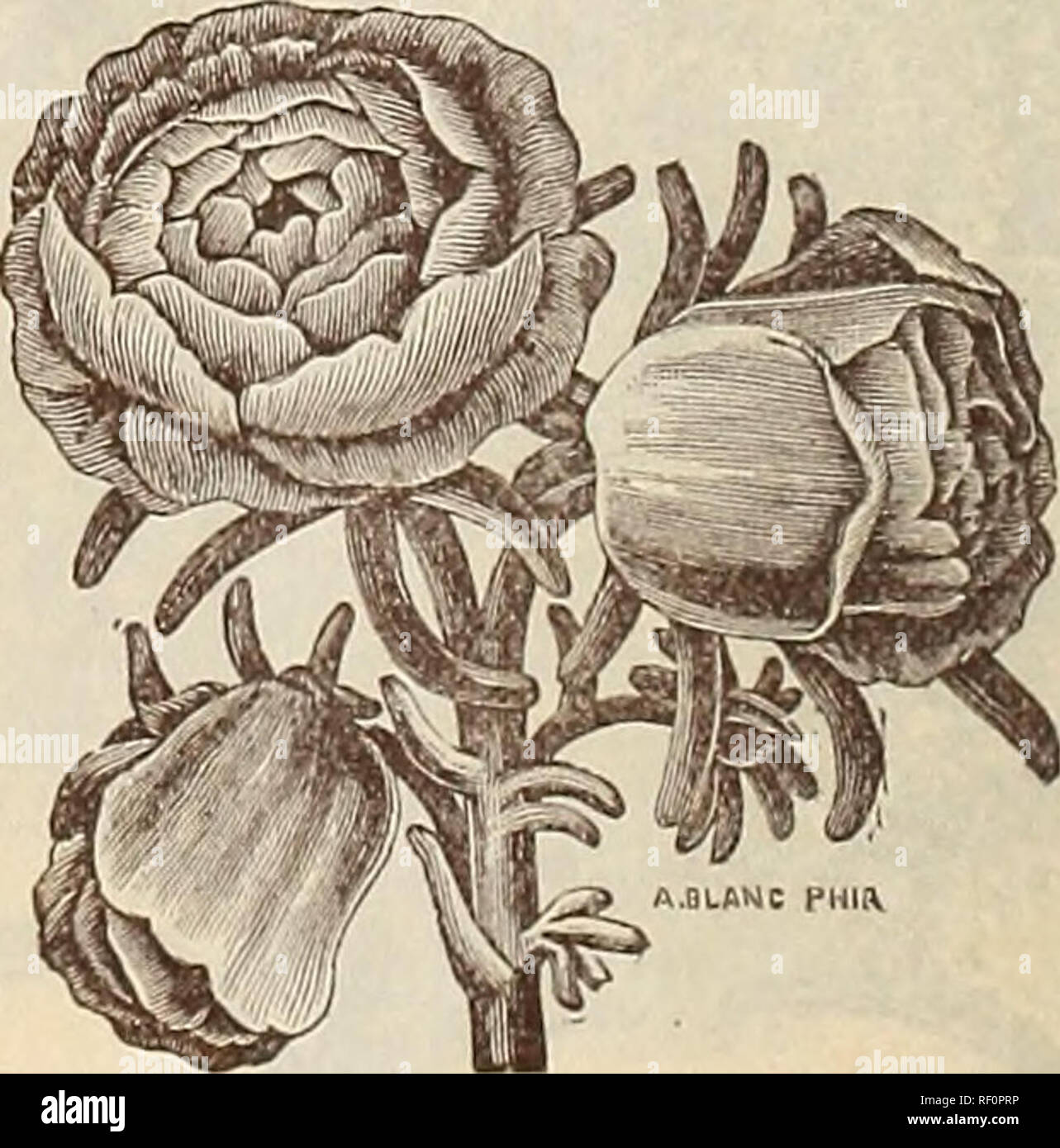 . Rare catalogue de fleurs et fruits de la Floride : saison de 1894. Horticulture pépinières ...