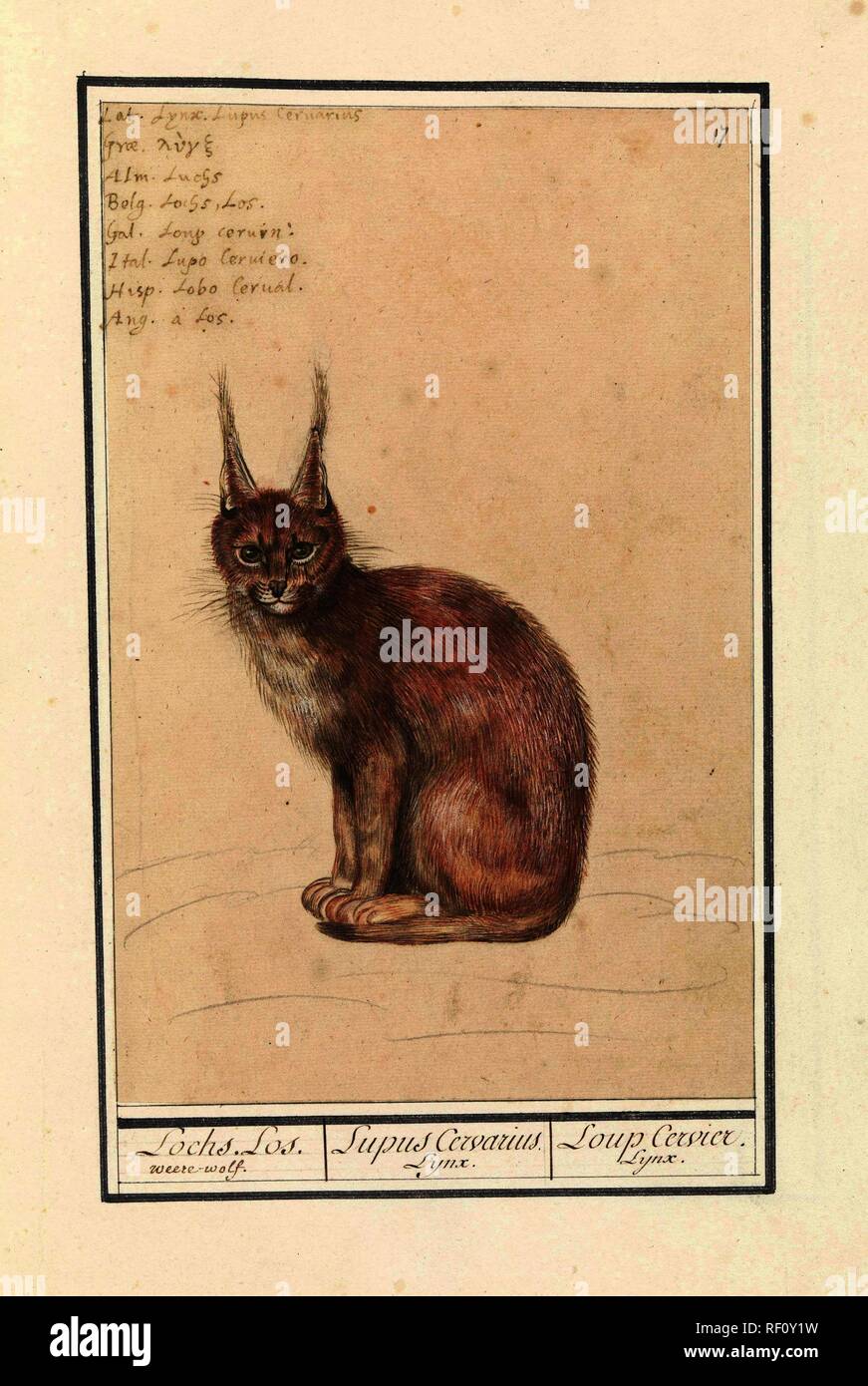 Loup cervier Banque de photographies et d’images à haute résolution - Alamy