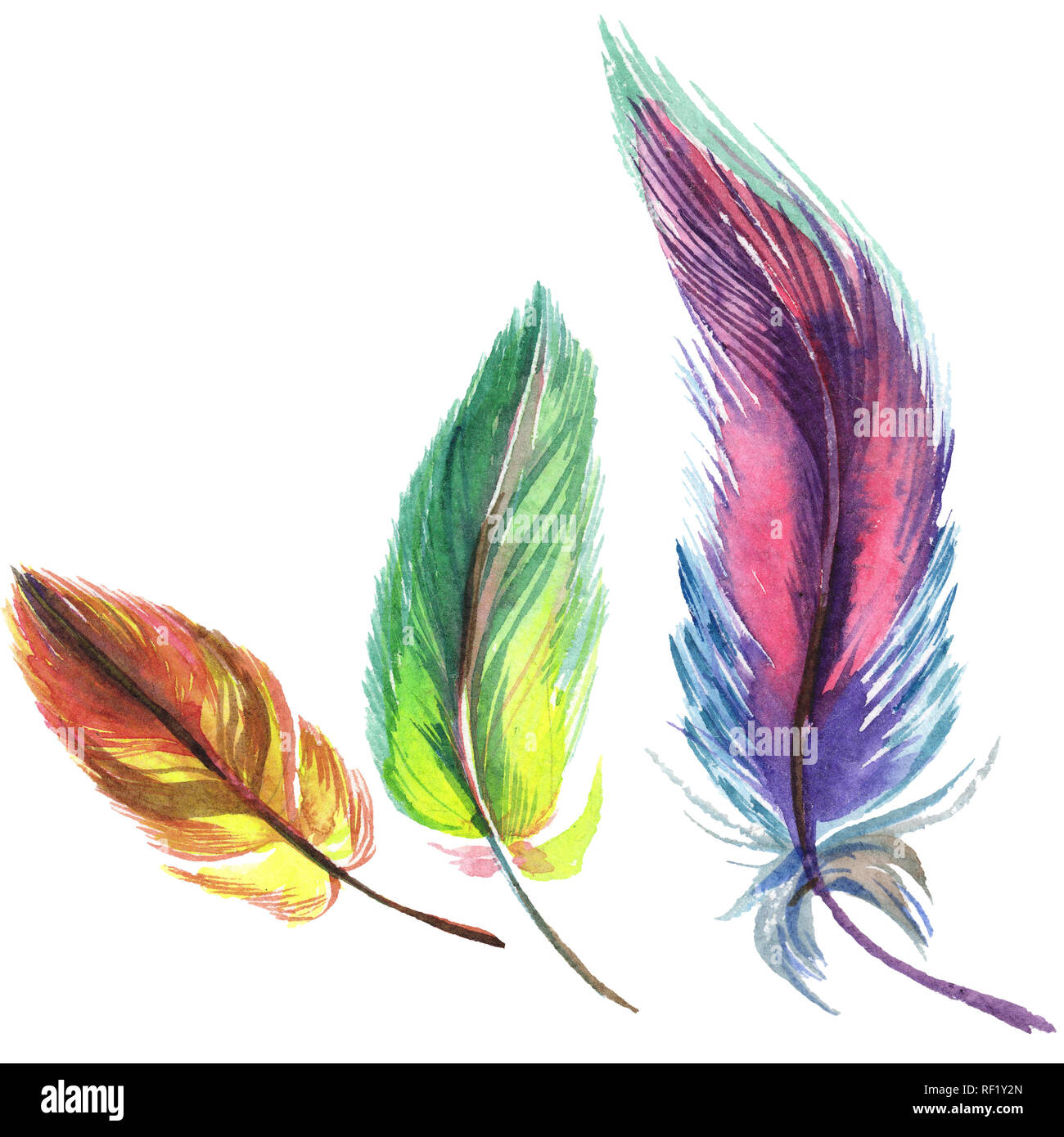 Des plumes colorées. Plume d'oiseau aquarelle de wing isolés. Plume ...