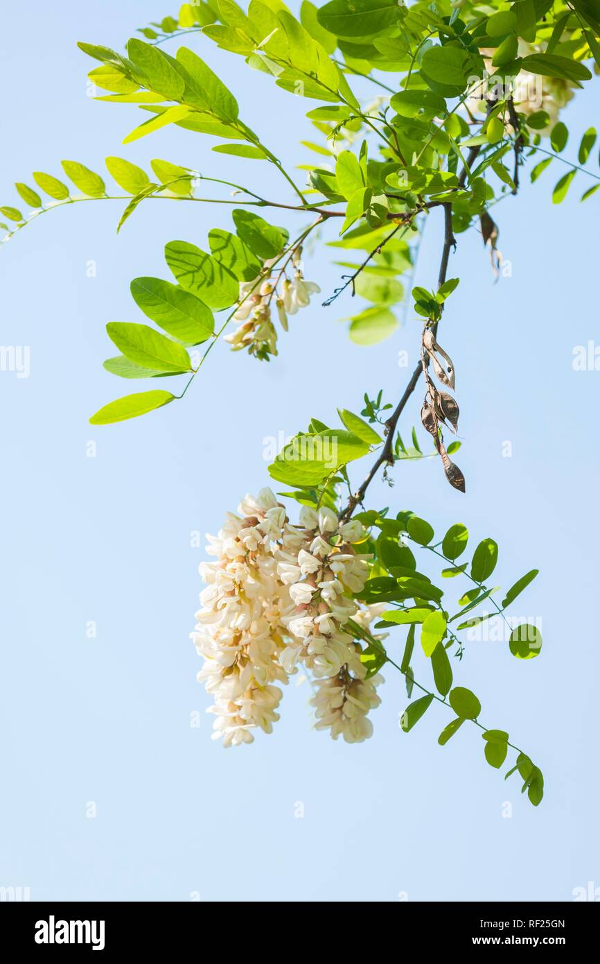 Robinia robinia pseudoacacia Banque de photographies et d’images à ...