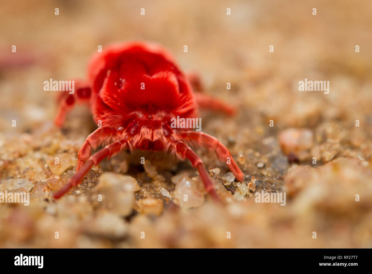 Dinothrombium spp Banque de photographies et d’images à haute ...