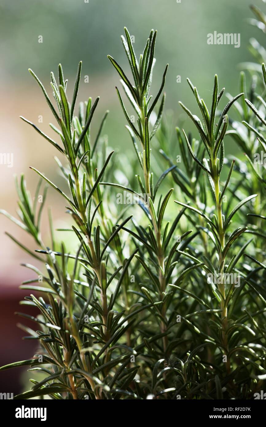 Herbs rosemary rosmarinus officinalis Banque de photographies et d ...