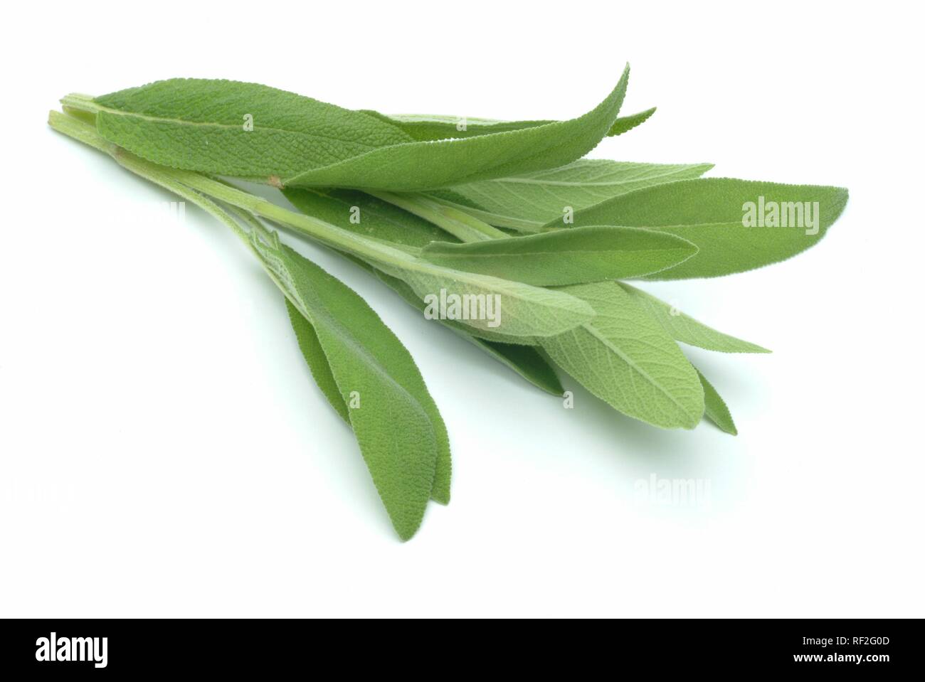 Plantes de sauge salvia officinalis Banque d'images détourées - Alamy