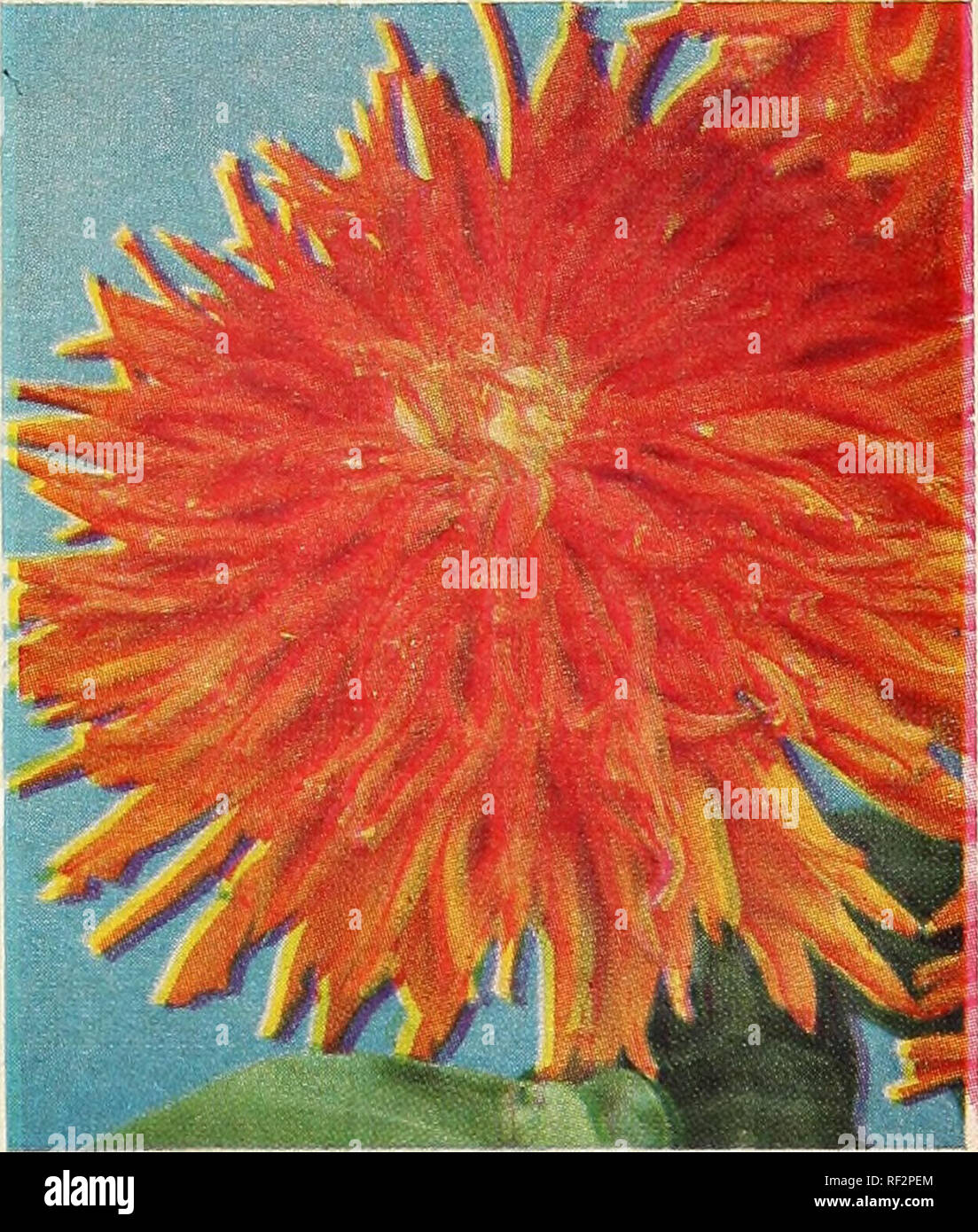 . [Catalogue] : printemps 1961. Pépinières (Horticulture) Caroline du ...