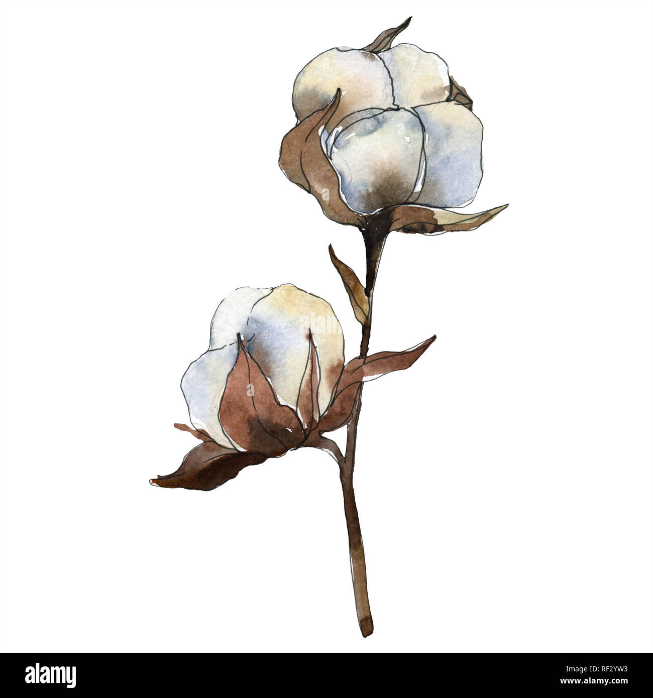 Fleurs de coton fleur botanique. Contexte aquarelle illustration set ...
