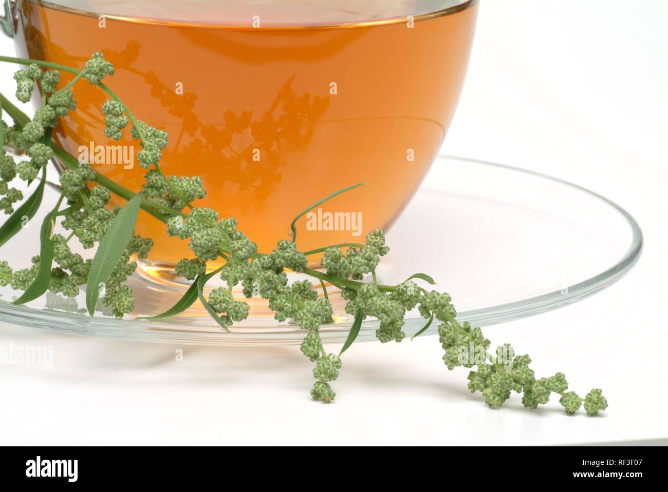 Armoise commune artemisia vulgaris Banque de photographies et d’images ...