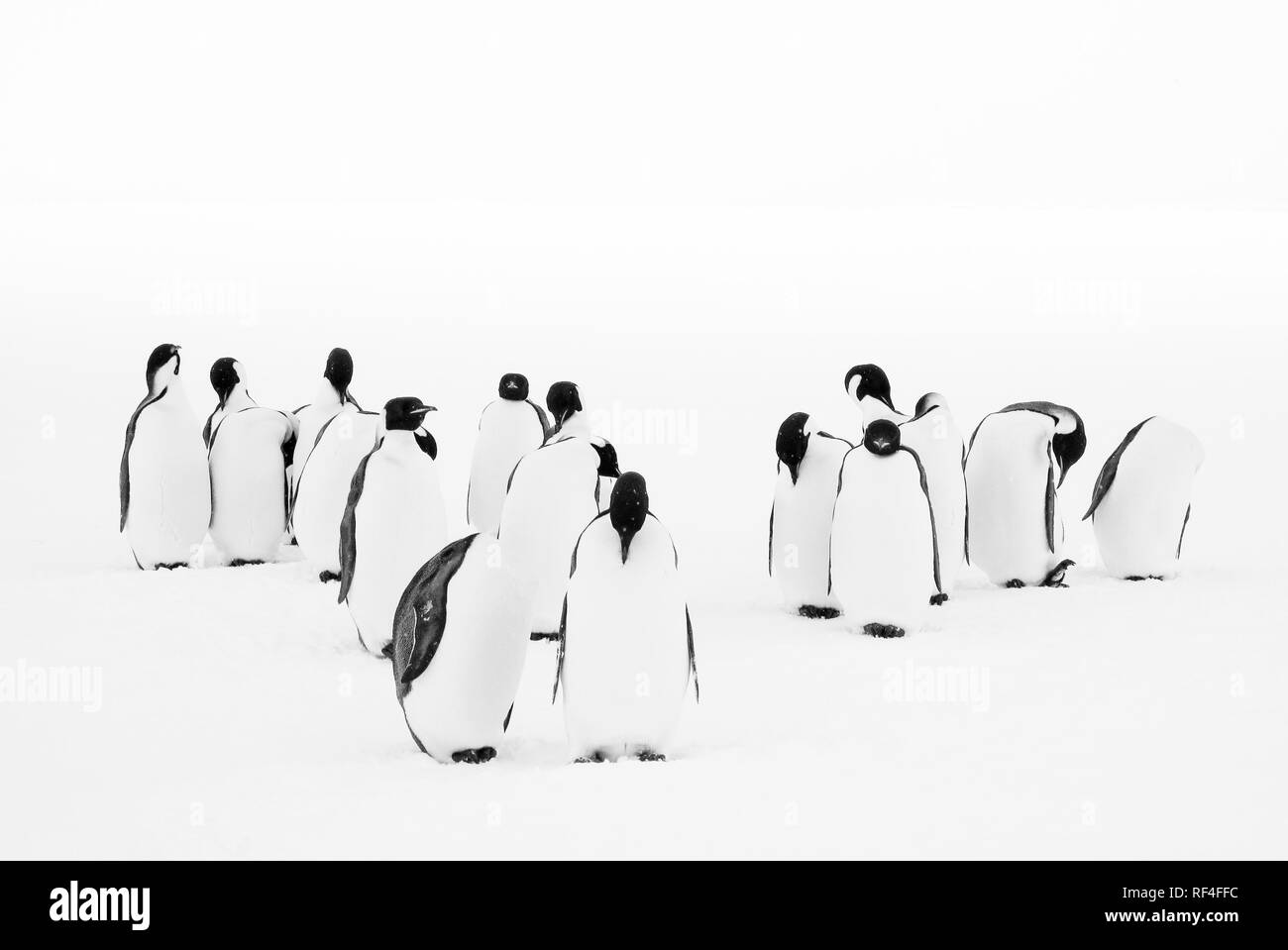 Manchots banquise Banque d'images noir et blanc - Alamy