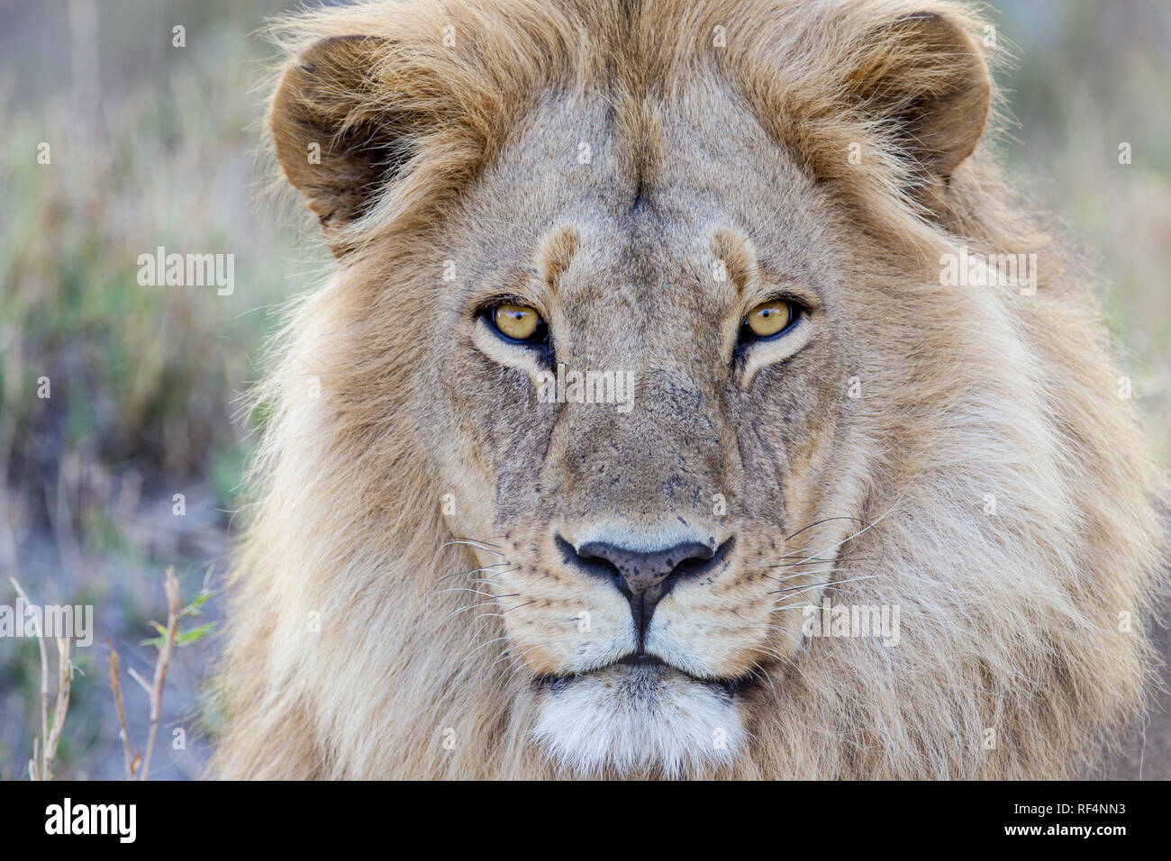 Scène de chasse au lion Banque de photographies et d’images à haute ...