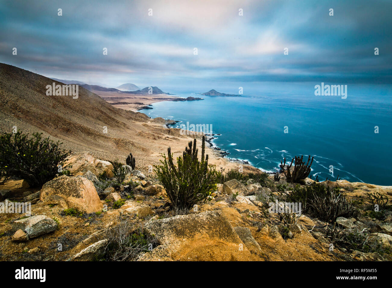 Atacama, le désert le plus sec du monde, a encore de la vie à l ...