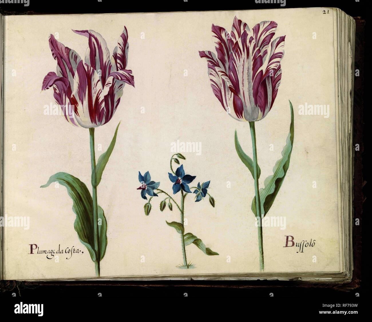 Bus polo Banque de photographies et d’images à haute résolution - Alamy