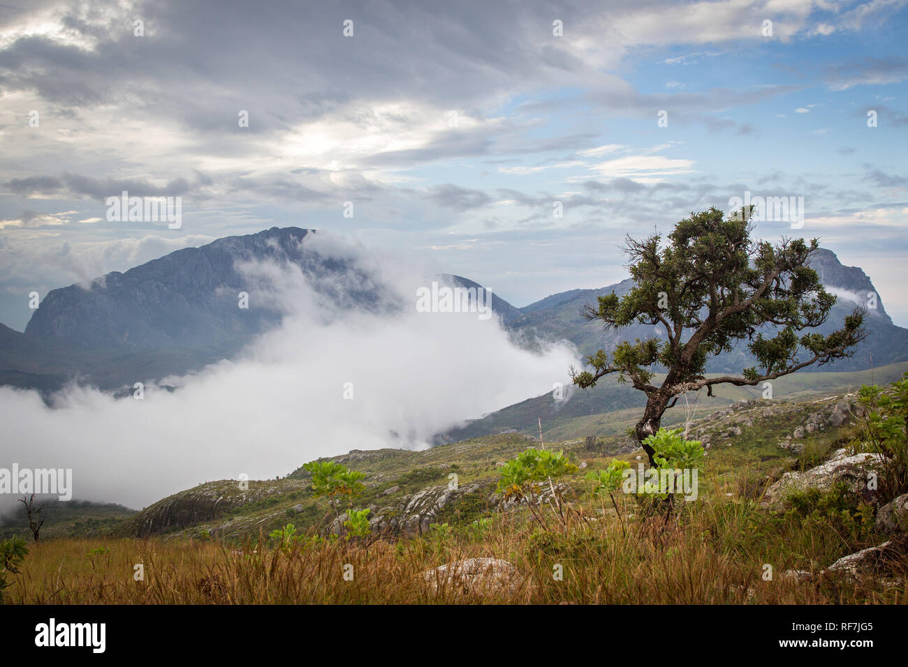 Le mont Mulanje, un géant massif dans le district sud, au Malawi, est ...