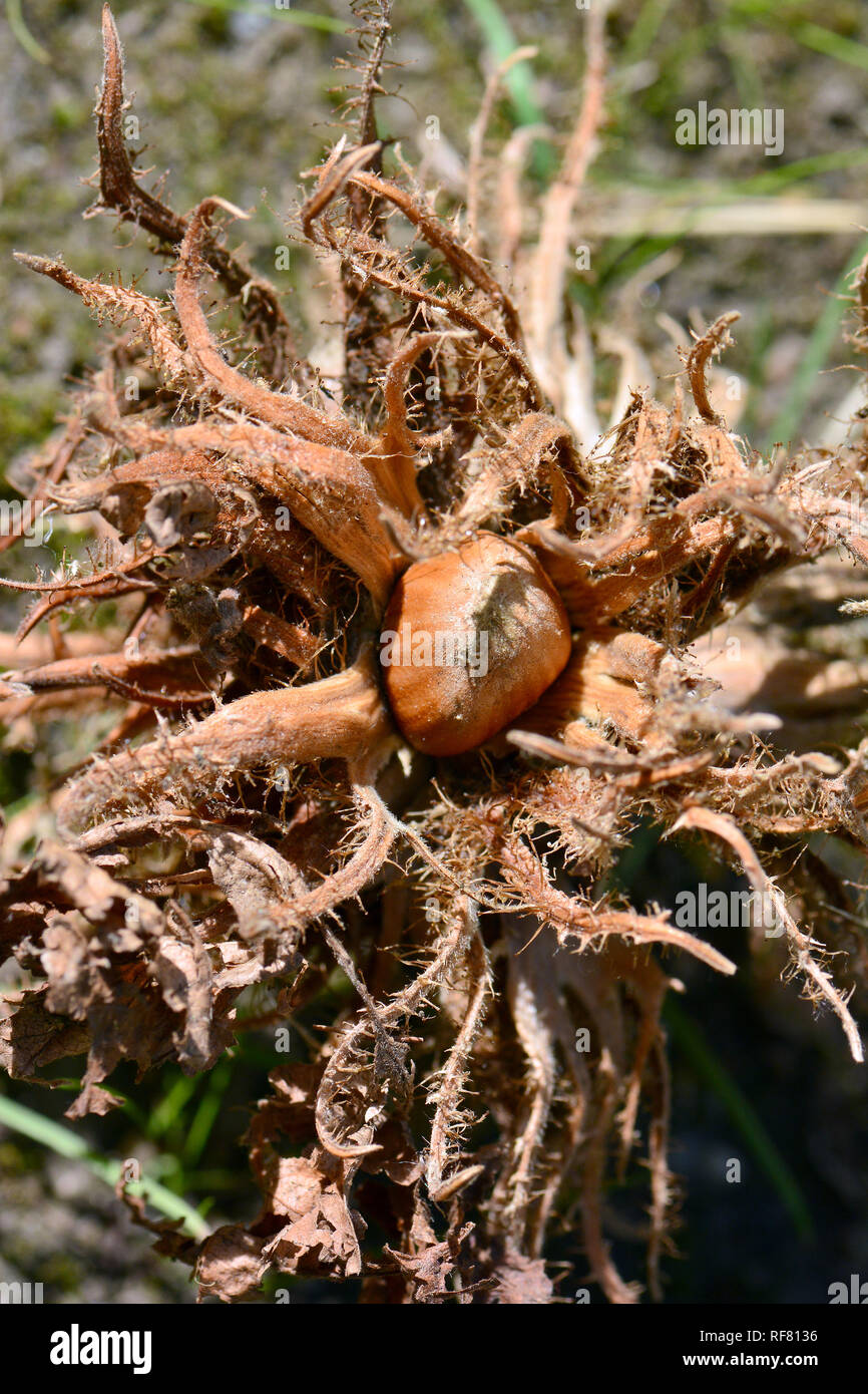Turkische haselnuss Banque de photographies et d’images à haute ...