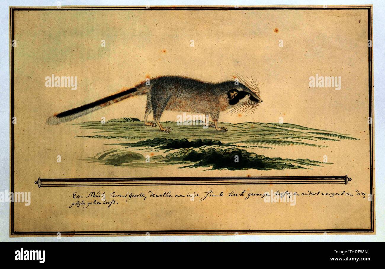 Graphiurus ocularis Banque de photographies et d’images à haute ...