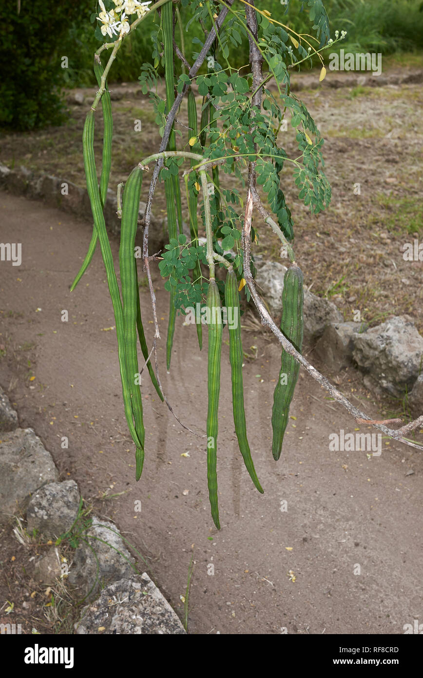 Moringa oleifera arbre Banque de photographies et d’images à haute ...