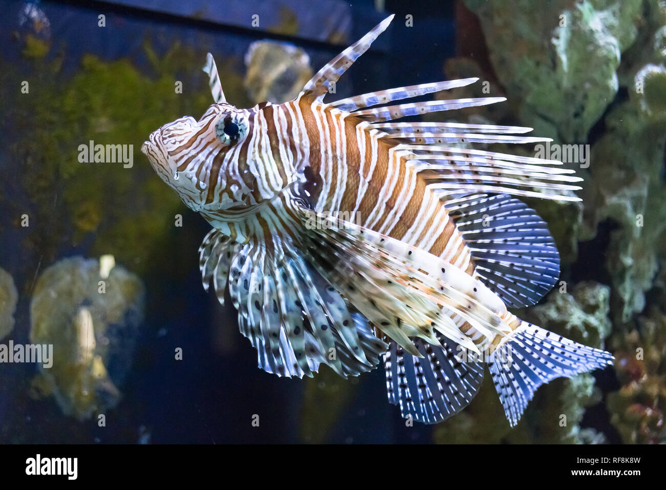 Poisson lion en mer rouge Banque de photographies et d’images à haute ...