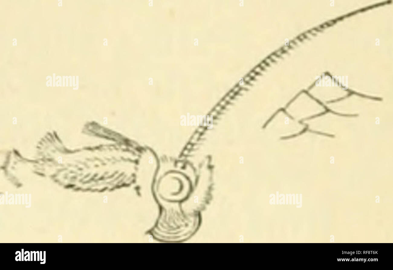 . Catalogue des Lepidoptera Phalaenae au British Museum. Les mites. ^â ...