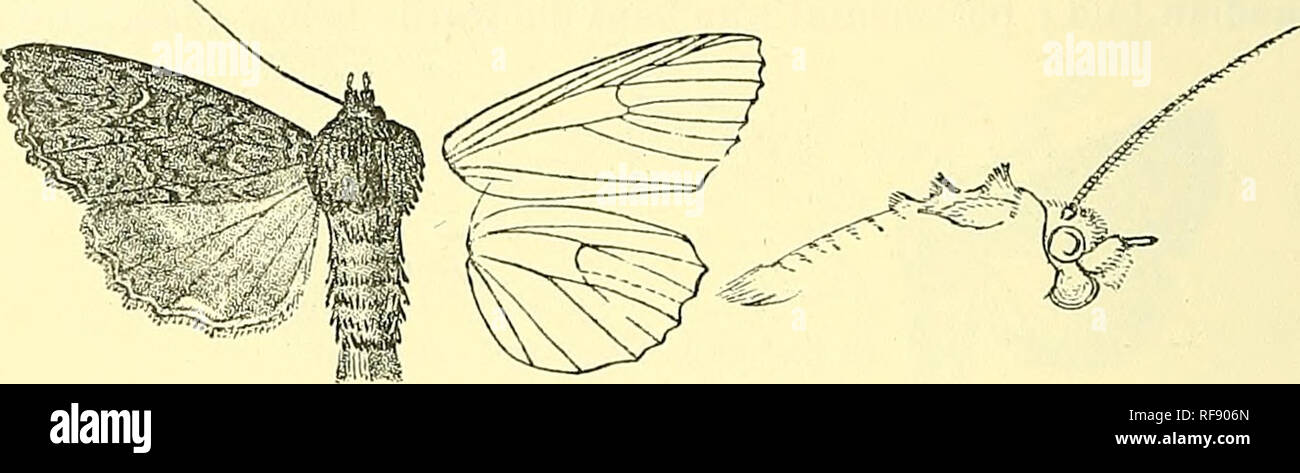 . Catalogue of the Lepidoptera Phalaenae au British Museum. Les mites ...