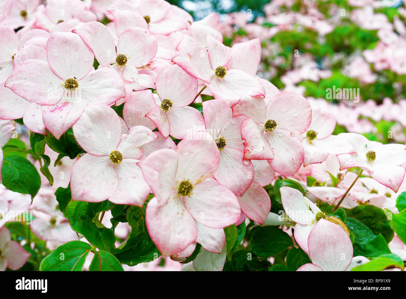 Cornus florida rubra Banque de photographies et d’images à haute ...