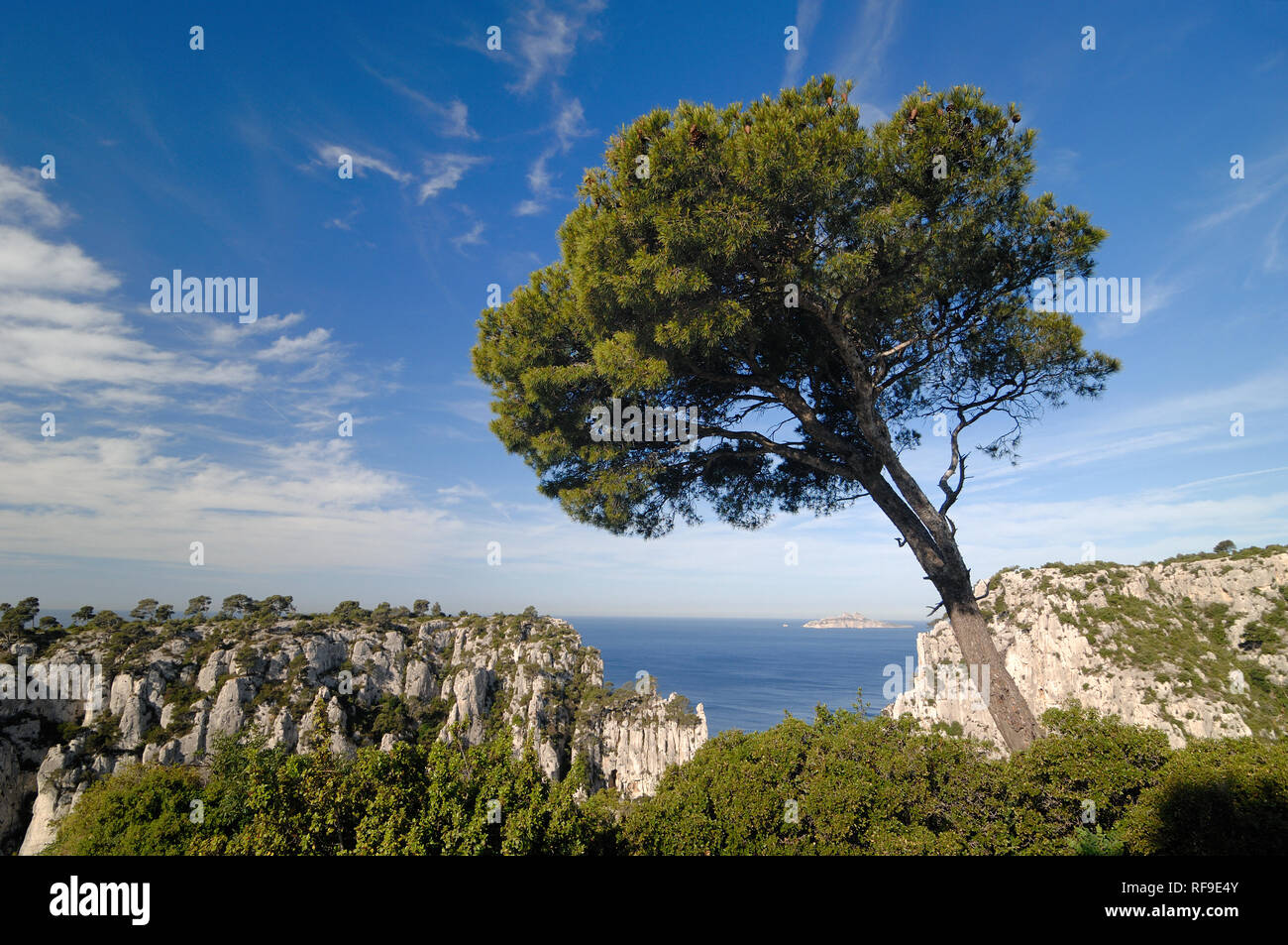 Wind-Deformed ou pin pignon, pin parasol Pinus pinea, au-dessus de la ...