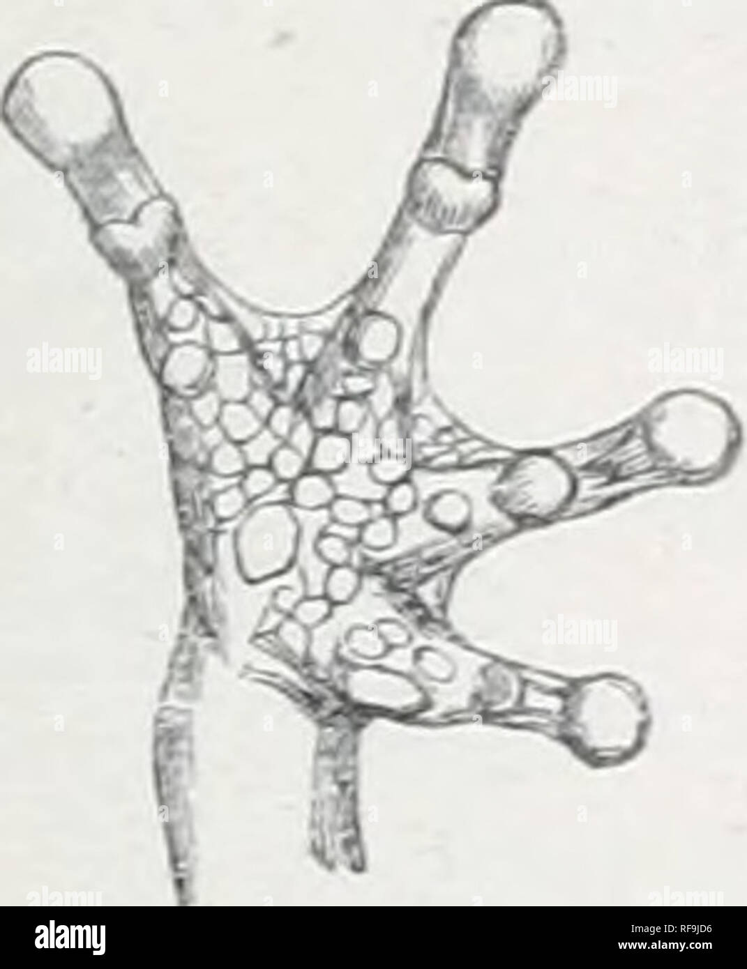 Hyla punctata Banque de photographies et d’images à haute résolution ...